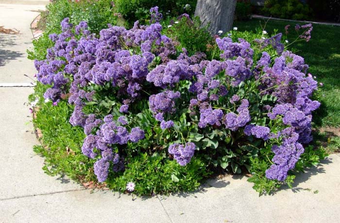 Green Limonium