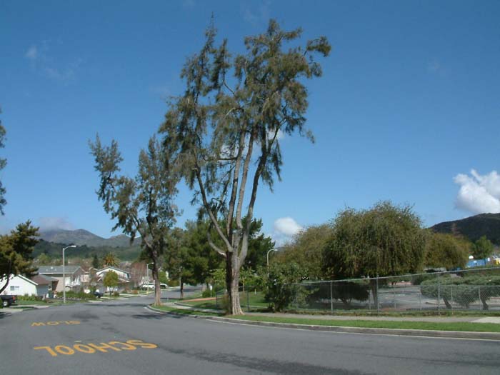 Casuarina Cunninghamiana